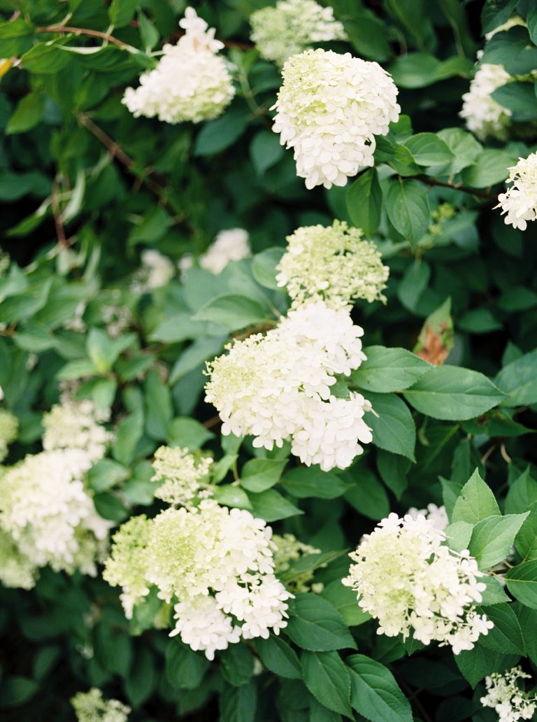 Steelcut Flower Co Branding Session // Lynchburg VA Film Photographer ...